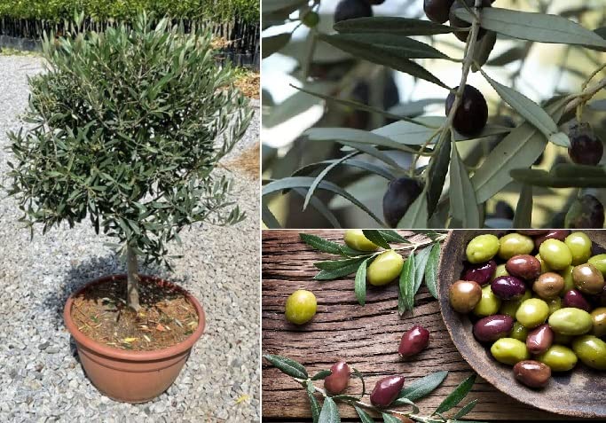 Cyprus Olive Tree 25+ Seeds Olea Europaea : Amazon.co.uk: Garden