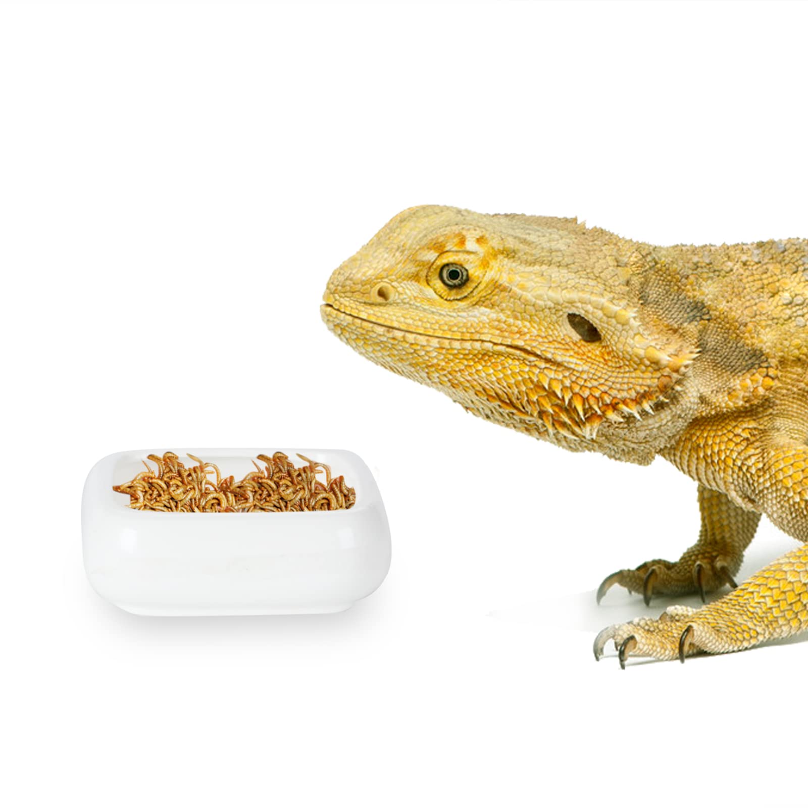 Snapklik.com : Reptile Food Bowls Ceramic Square Reptile Water Food ...