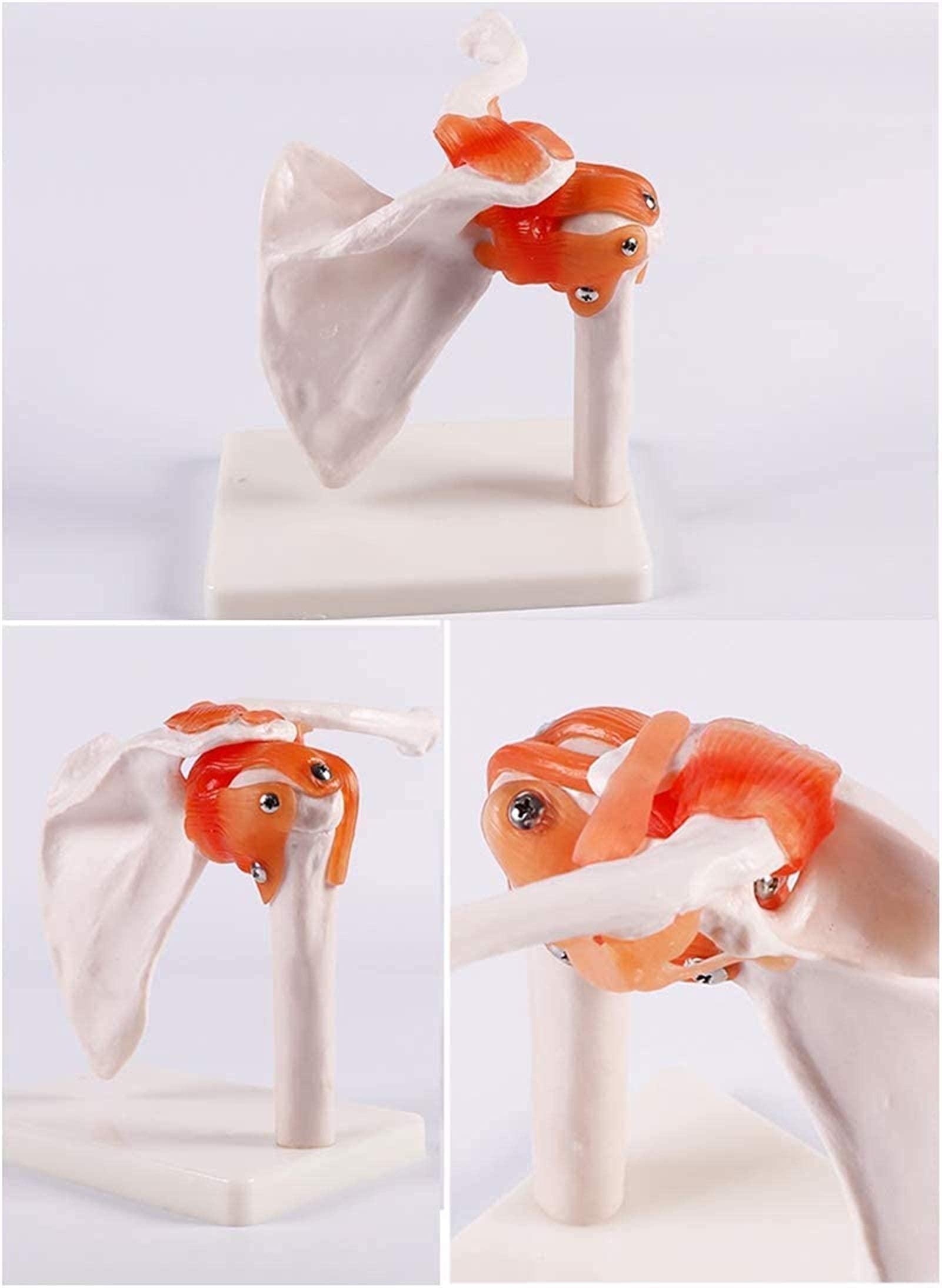 Buy Anatomy Model, Shoulder Joint Model - Life Size Human Anatomy ...