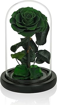 Amazon.com: NATROSES Handmade Preserved Roses in Glass Dome, Green ...