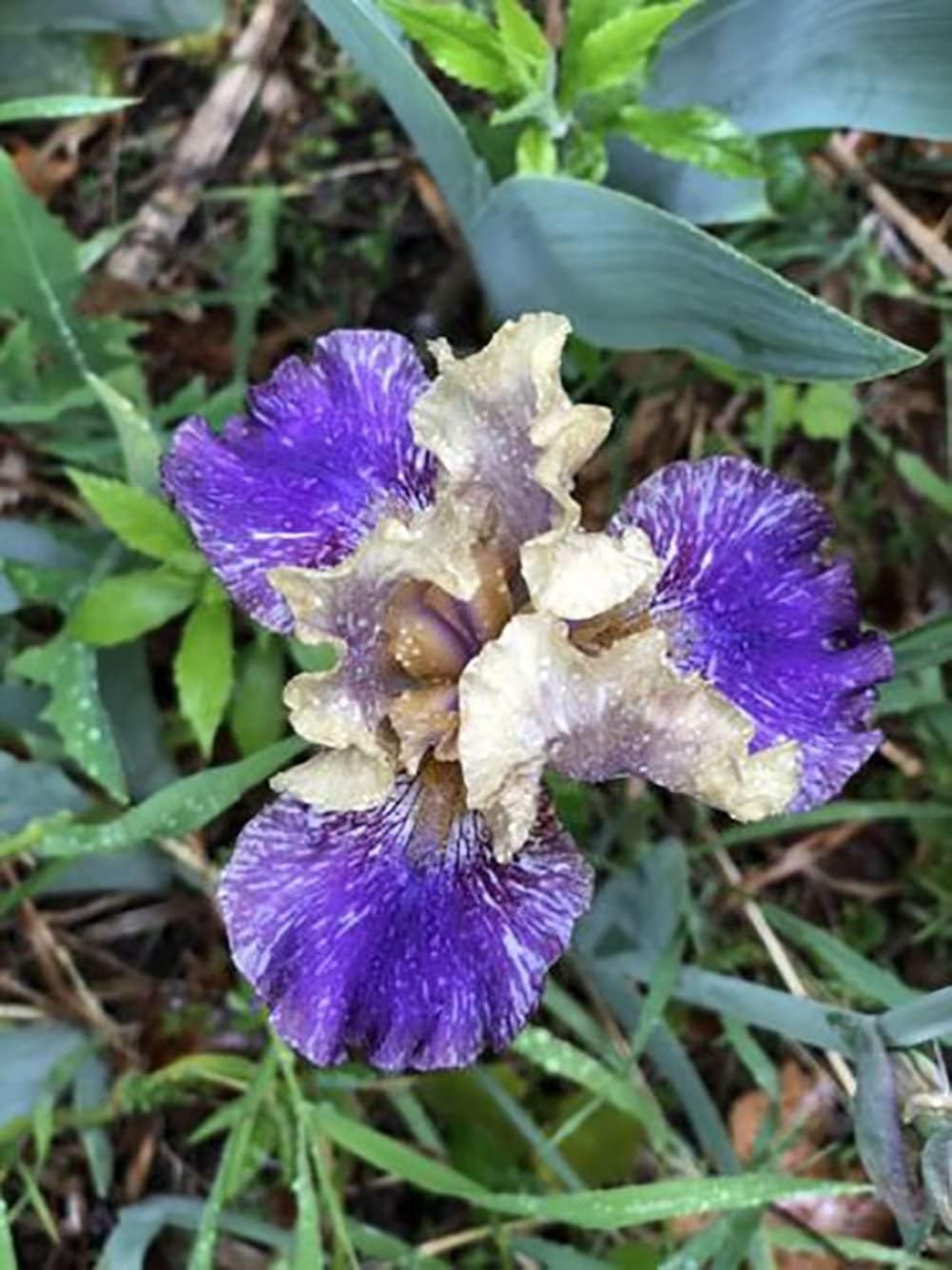 Amazon.com : Purple Yellow Speckled Bearded Iris Bulbs/Roots/Rhizome ...