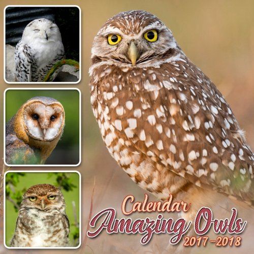 Amazing Owls Calendar: 16 Month Calendar with Marvelous Owls (Sept 2017 ...