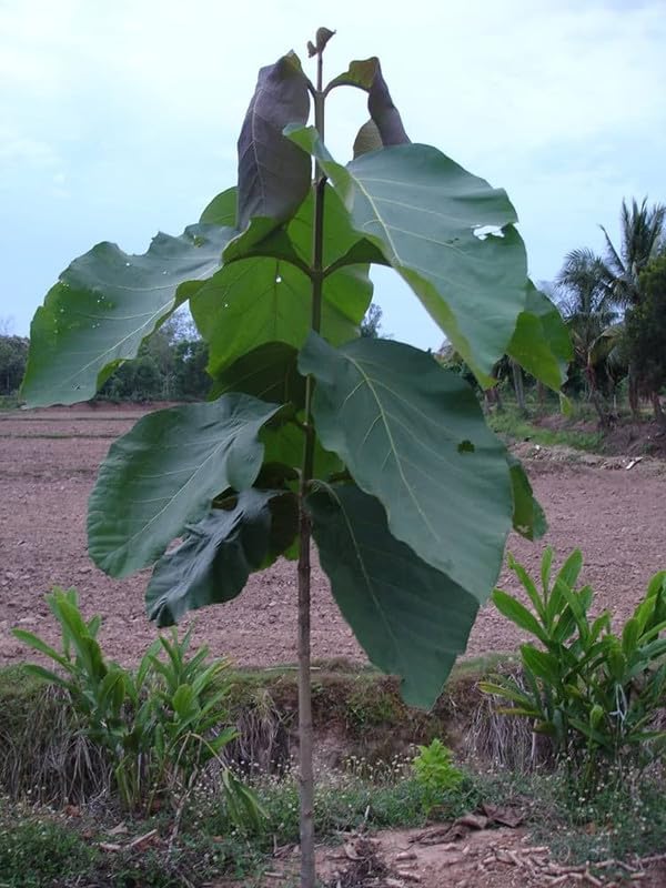 Teak Wood Tree Live Plant Teak Rare Sagwan Wood Tree For Terrace