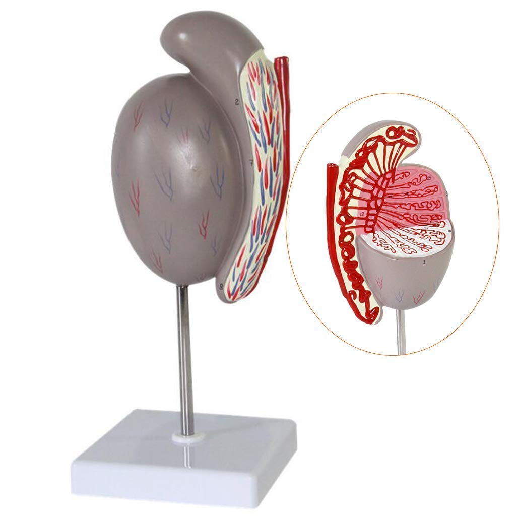 Testicle Model at Anthony Cline blog