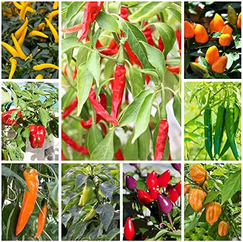 WJKWY-Q chili samen paprika carolina reaper chilli mix jalapeno ...