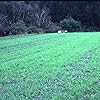 Amazon.com : No-Till Winter Rye Seeds - 5 Lbs - Non-GMO Rye Grain Cover ...