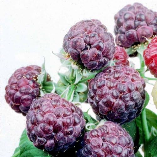 Amazon.com : Raspberry Plants Glencoe (Purple) Includes 4 Plants ...