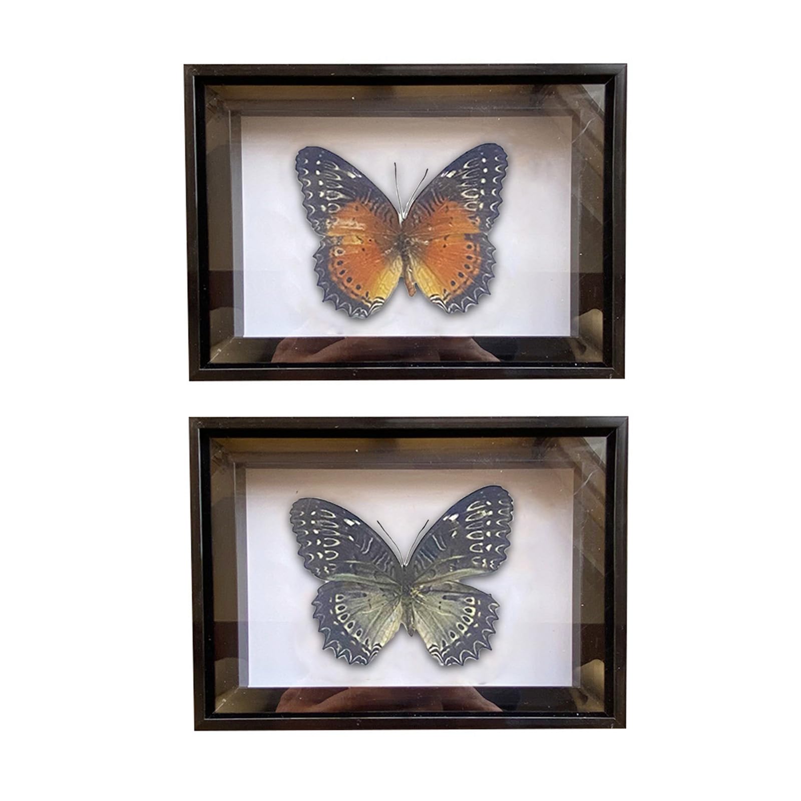 Amazon.com: CXUEMH 2 Pcs Framed Butterfly Real Butterfly Specimens ...