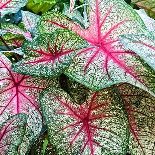 Amazon.com : 4 Pink Red Caladium Bulbs for Planting Indoor Outdoor ...