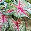 Amazon.com : 4 Pink Red Caladium Bulbs for Planting Indoor Outdoor ...