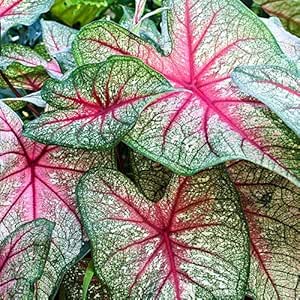 Amazon.com : 4 Pink Red Caladium Bulbs for Planting Indoor Outdoor ...