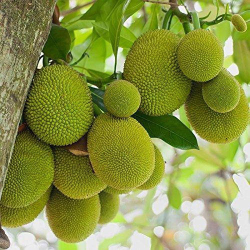 NurseryNature Kathal, Jack Fruit Hybrid Plants : Amazon.in: Garden ...
