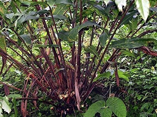 Amomum Subulatum