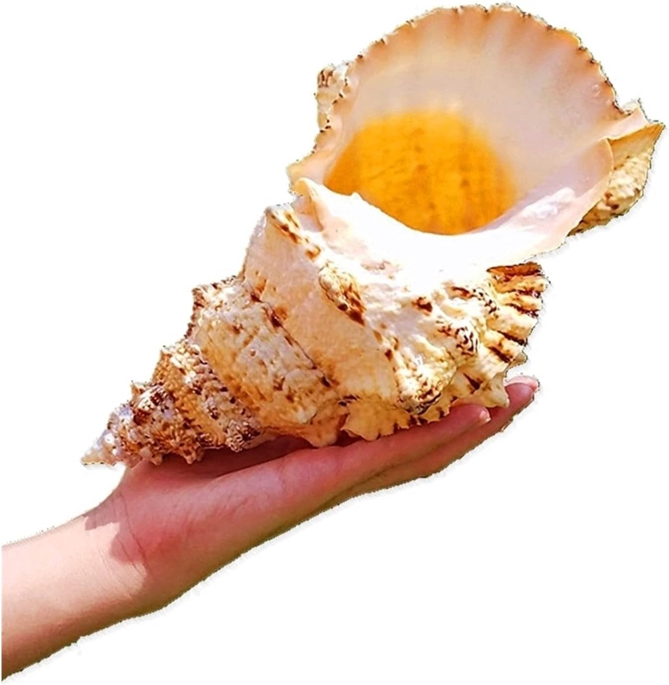 Amazon.com: FFIME Crystal Rough 1pcs Natural Big Sea Conch Shell Jinkou ...