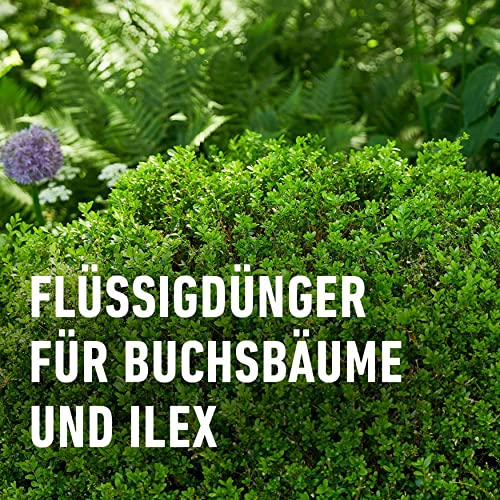 Buchsbaum Balkon – Die 15 besten Produkte im Vergleich - Hausbauberater ...