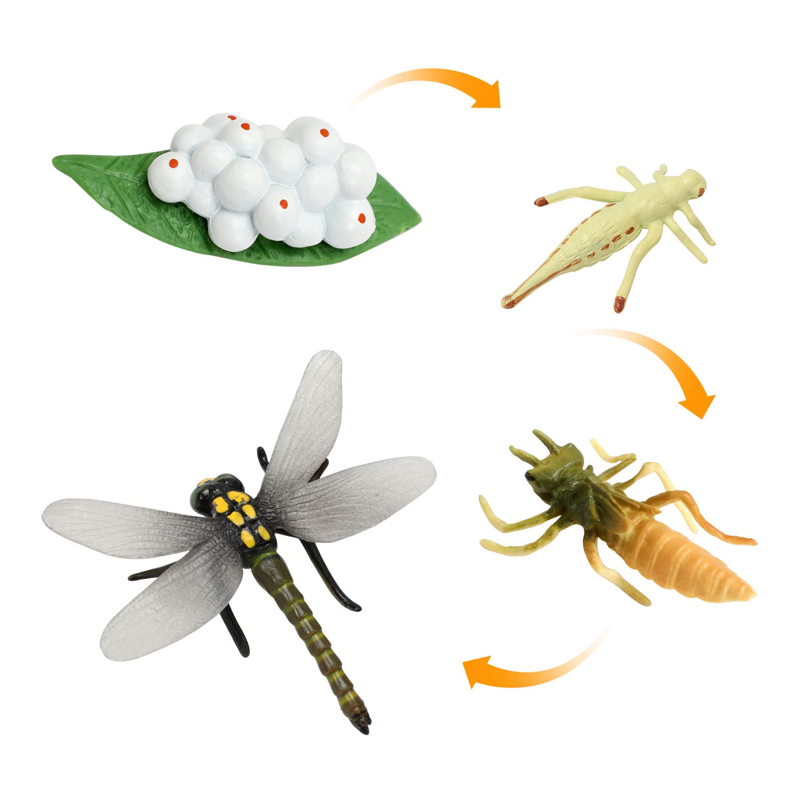 Buy OOTSR Dragonfly Growth Cycle Toys, Growth Stage Toys Life Cycle ...