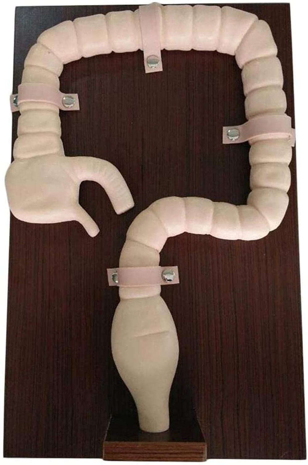 Medical Model Colonoscopy Examination Model Human Sigmoidoscope ...