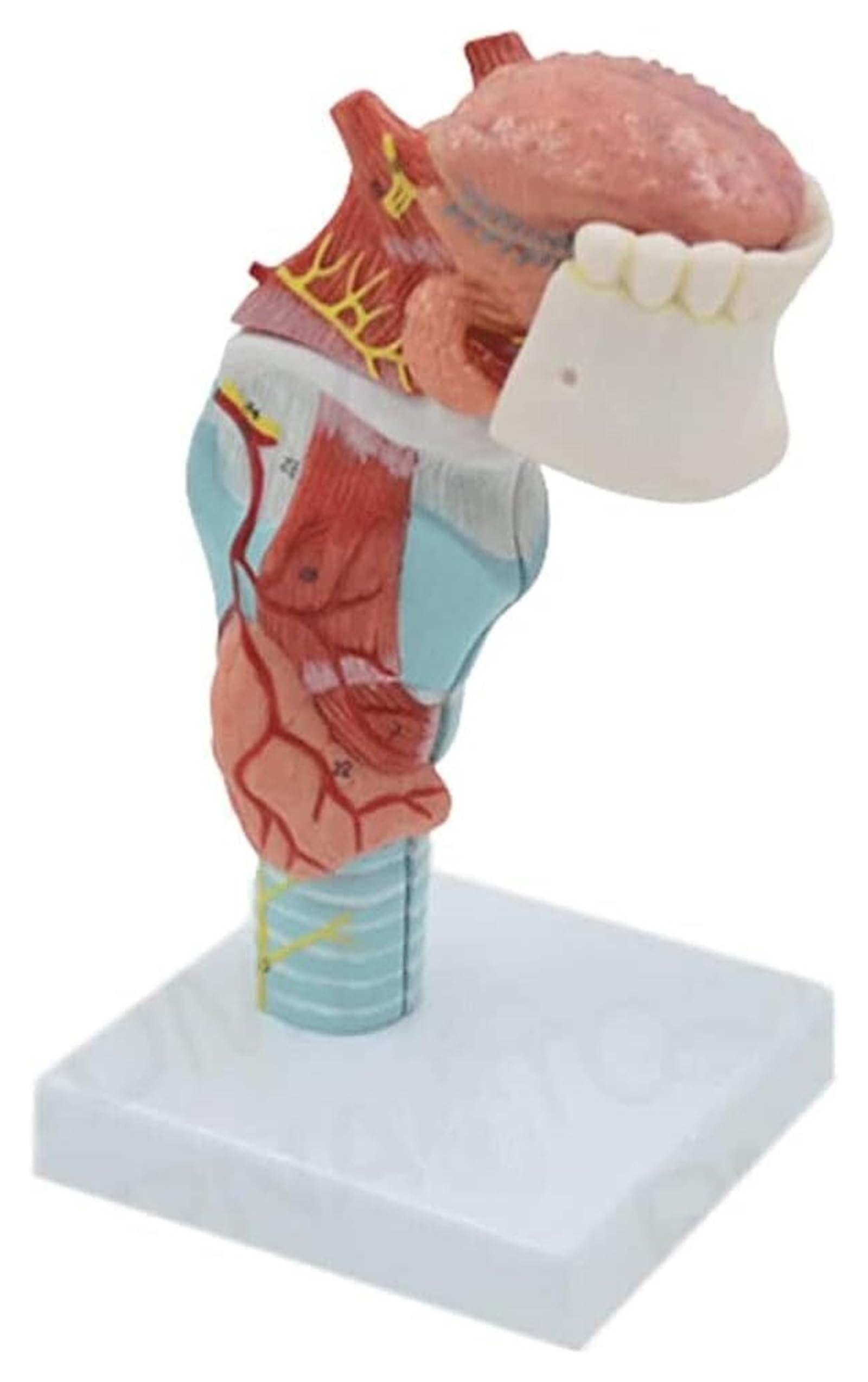 Diagrama De Anatomia Da Lingua WERYU Modelo De Corpo Anatômico