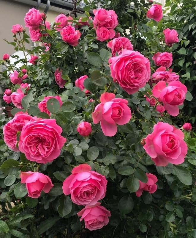 Ritz Farming® Imported climbing rose flower seeds | dark pink climbing ...