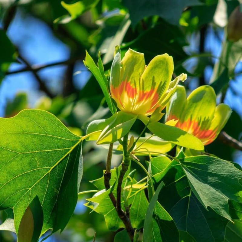 Amazon.com : 2 Tulip Poplar Trees Live Plants in Quart Pot, Hybrid ...