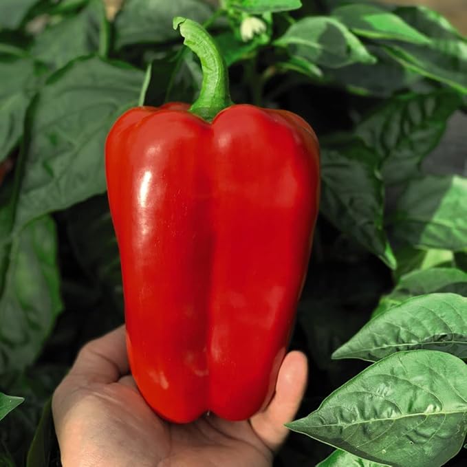 Sweet Pepper 'Red King' F1 Hybrid Capsicum Bell Pepper Half-Hardy ...