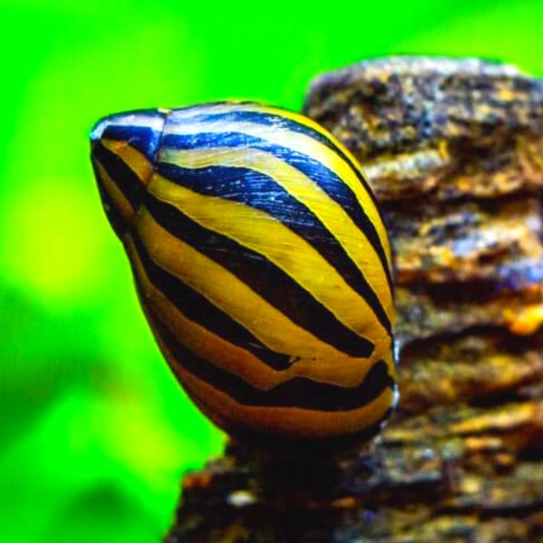 Amazon.com : Zebra Nerite Live Mystery Snails for Freshwater Aquarium ...