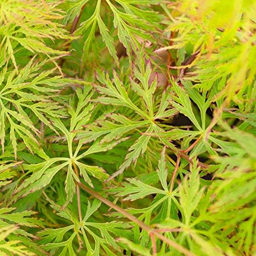 Acer palmatum 'Phoenix' | Japanese Maple Deciduous Potted Trees for ...