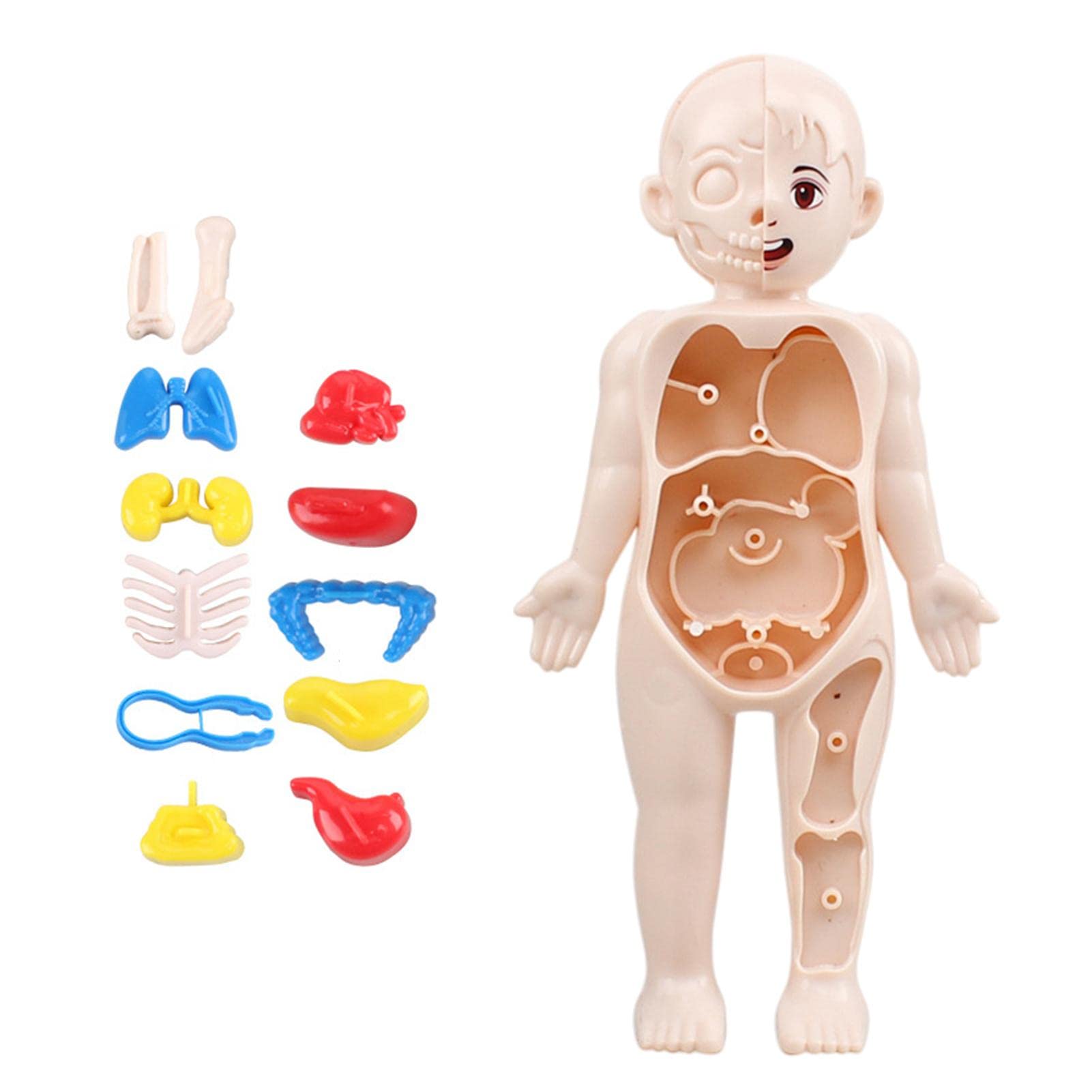 Buy Erfula 7inch Height Anatomy Doll Removable Human Body Toy Set with ...