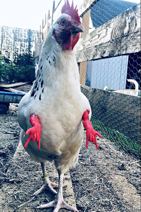 Super Chicken Memes