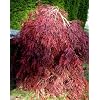 Amazon.com : Red Dragon Weeping Japanese Maple - 3 Year Live Plant ...