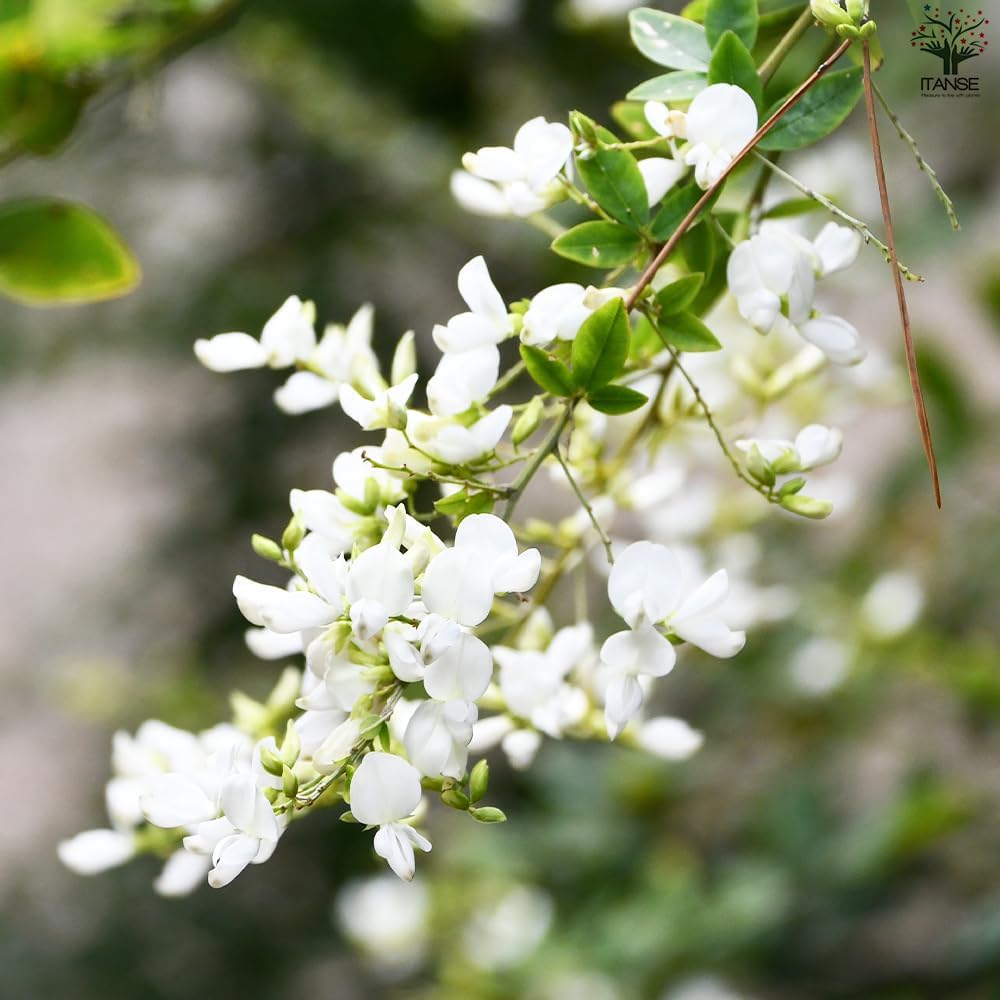 Amazon.co.jp: ITANSE 白花萩(シロバナハギ) 6号鉢 2個セット【品種で選べる花木苗】学名：Lespedeza thunbergii subsp. thunbergii f ...