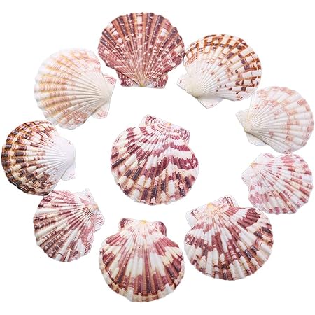 Amazon.com: LUCKY BABY Scallop Shell Natural Seashell from Sea Beach ...