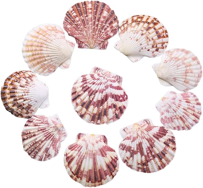 Amazon.com: Scallop Shell Natural Seashell from Sea Beach for DIY ...