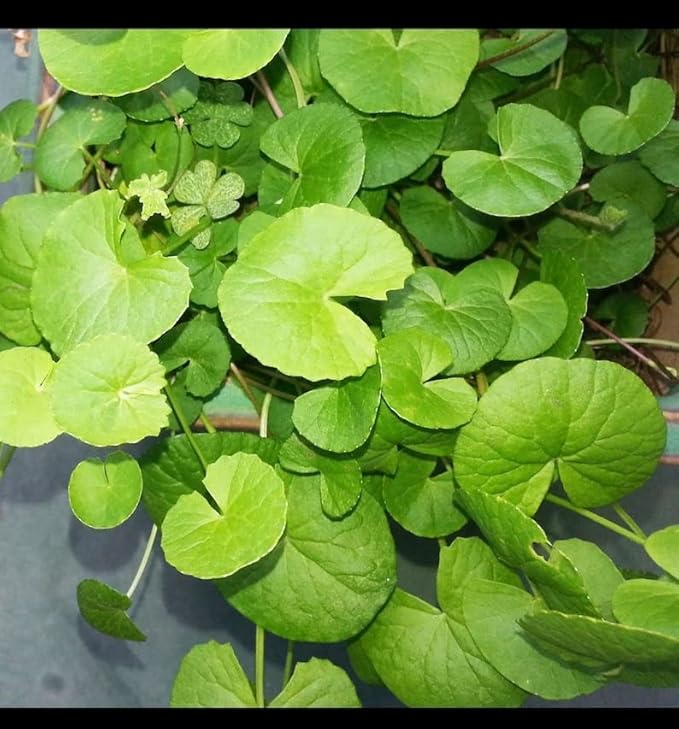 Amazon.com : 1100 Green Gotu Kola Seeds - Hat Rau Ma - Big Leaf Seed ...