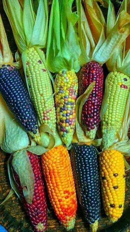 Oakwood Farms Imported sweet corn seeds | multicolor corn Seeds | sweet ...