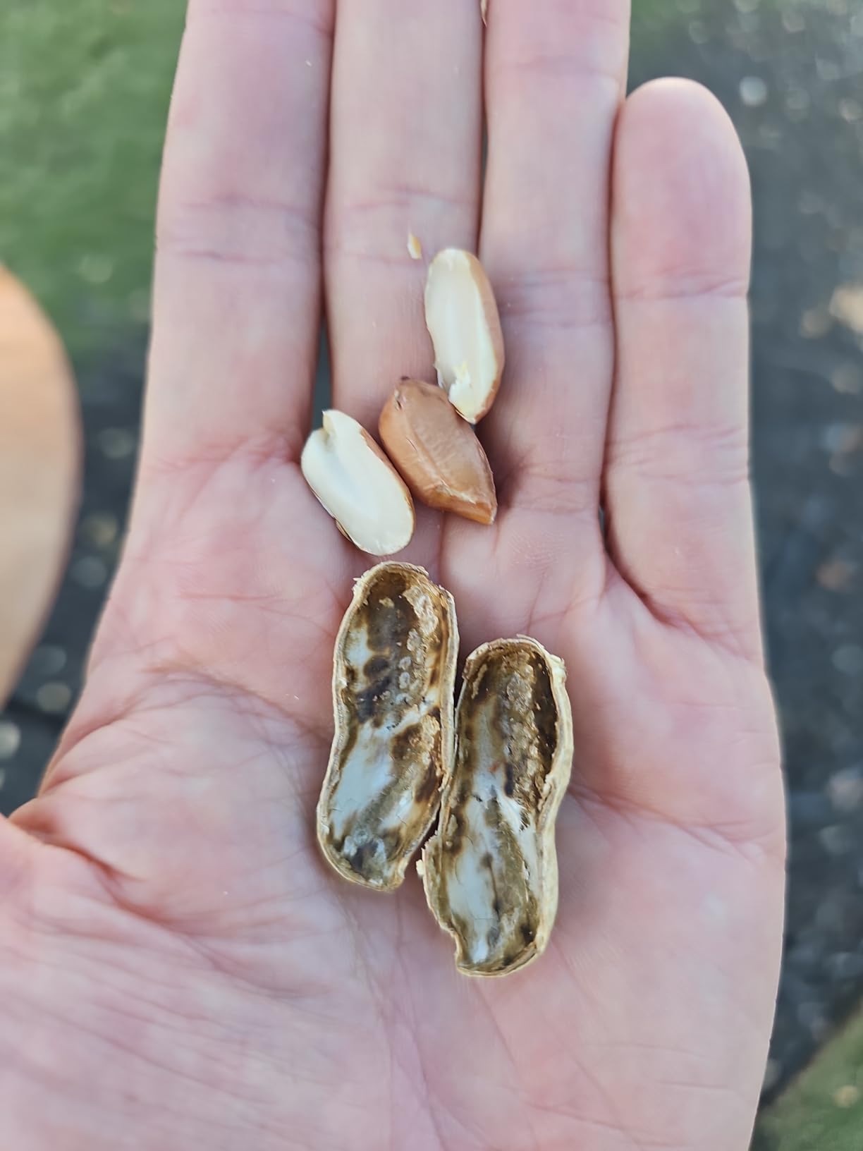Amazon.com: Fruidles Raw Peanuts, Raw Peanuts in Shell, Great for ...
