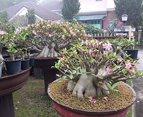 Udanta Seeds Imported Arabicum MKMK Adenium Plant Seeds Pack of 4 Seeds ...