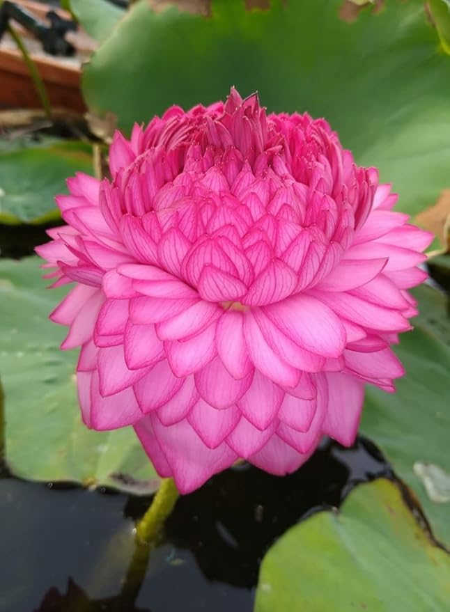 Lily Pond Store - Sahasradala padmam - Ultimate1000 Petal Lotus Rhizome ...