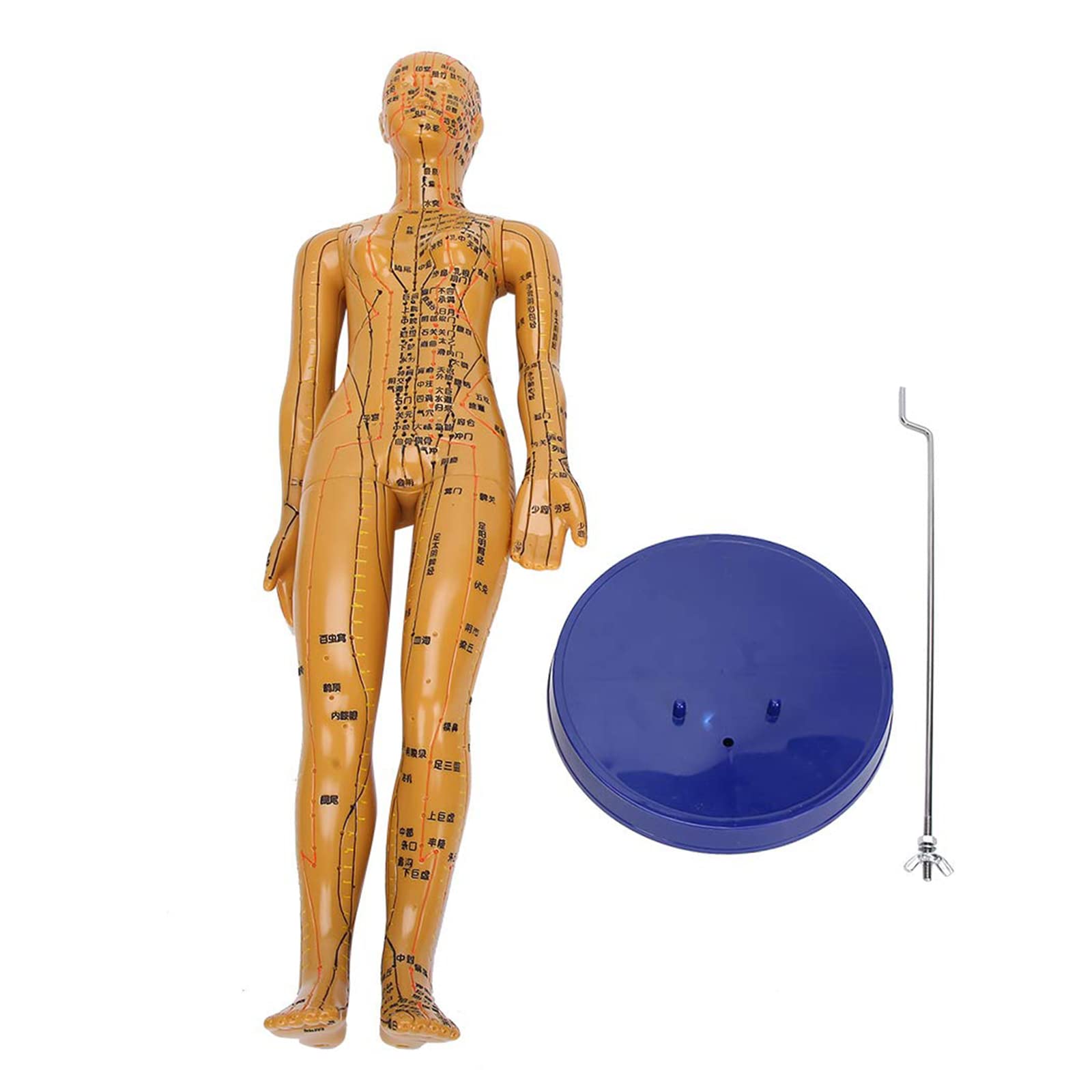 Buy Human Body Acupuncture Model, Copper Color Female Body Beginners ...