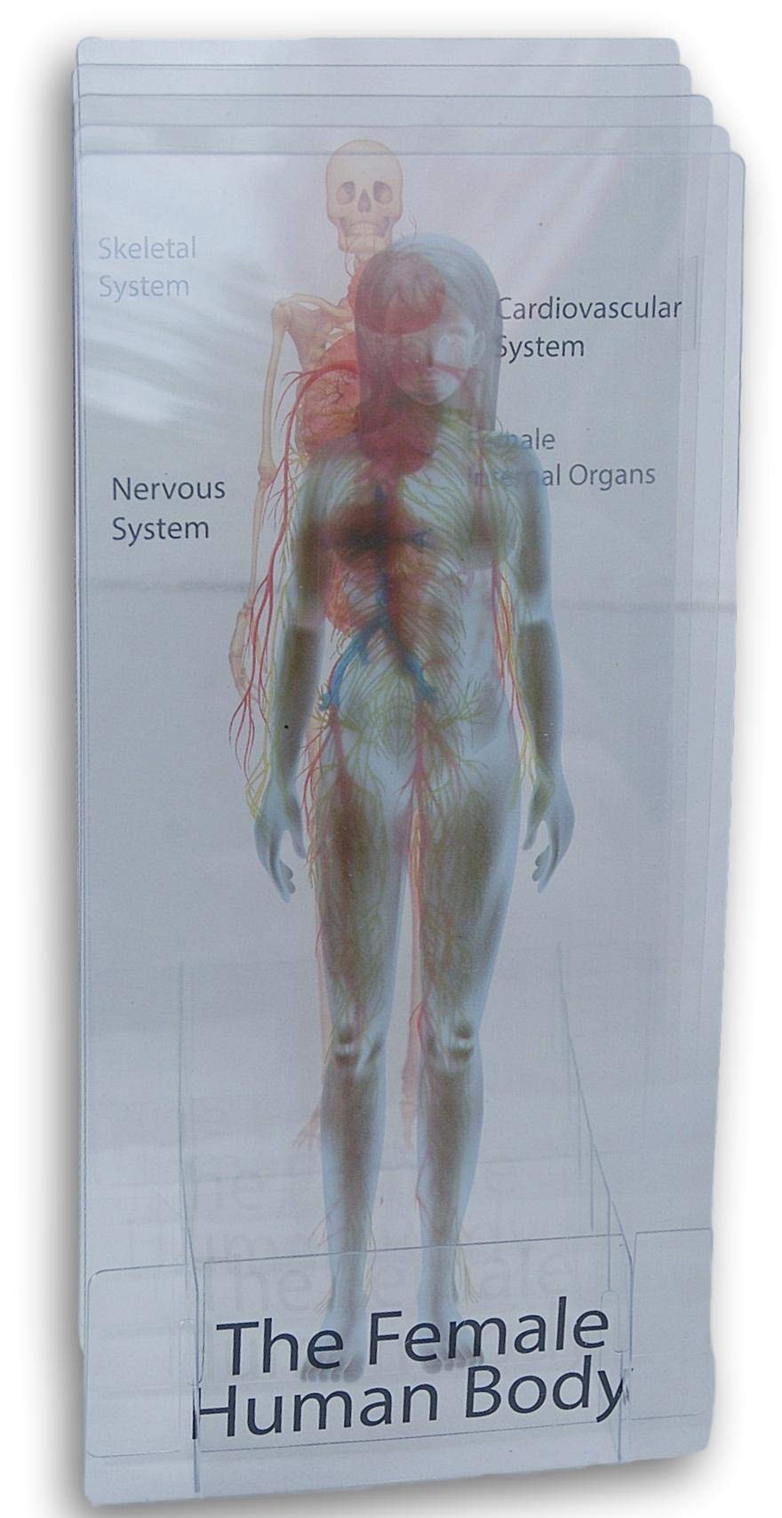 Snapklik.com : Paper Craft Layering Jumbo Flash Cards - Human Anatomy ...