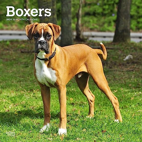 Fuel Your Boxer: Discover the Top 10 Dog Foods for a Happy, Healthy Pup ...