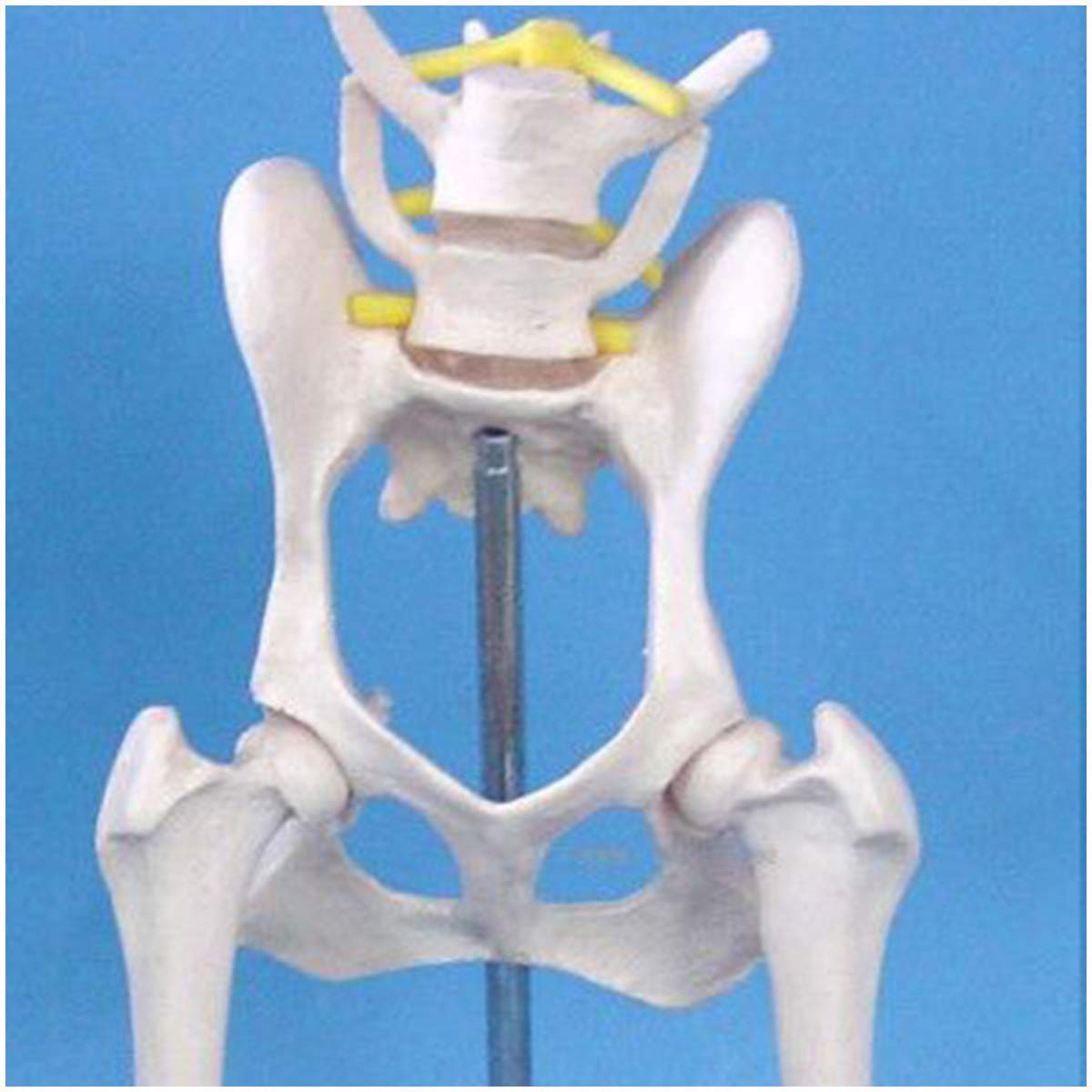 Canine Pelvis Bones