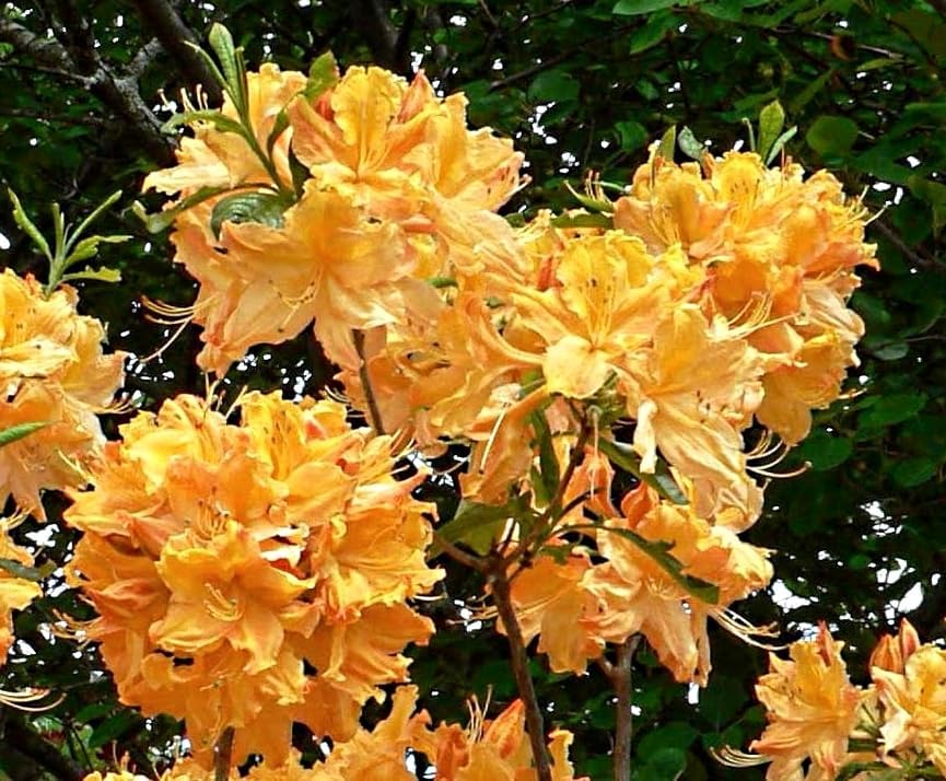 Amazon.com : (1) - Golden Lights Deciduous Azalea - Starter Plants (7L ...