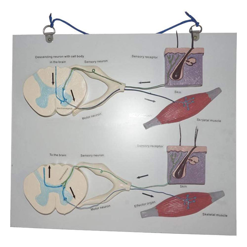 Nervous System Reflex Arc