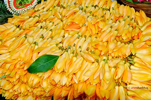 Creative Farmer Flower Tree Chempakam Flowering Tree/Plant Flowering ...