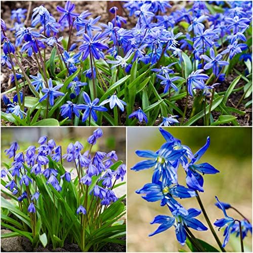 Woodland bulbs® 50 x Bluebell Bulbs - Bluebells Bulbs for Planting Now ...
