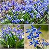 Woodland bulbs® 25 x Scilla Siberica - Spring Beauty - Siberian Squill ...