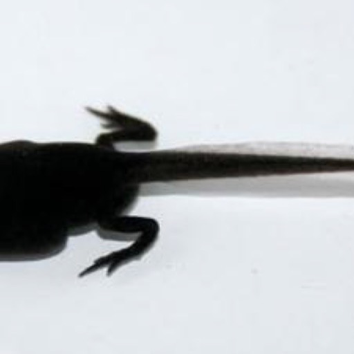 tadpole Wallpaper -- HD Wallpapers of tadpoles! - App on Amazon Appstore