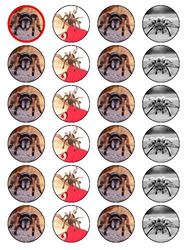 Buy X24 1.5 Inch Tarantula Pet Spider Birthday Cup Cake Toppers ...