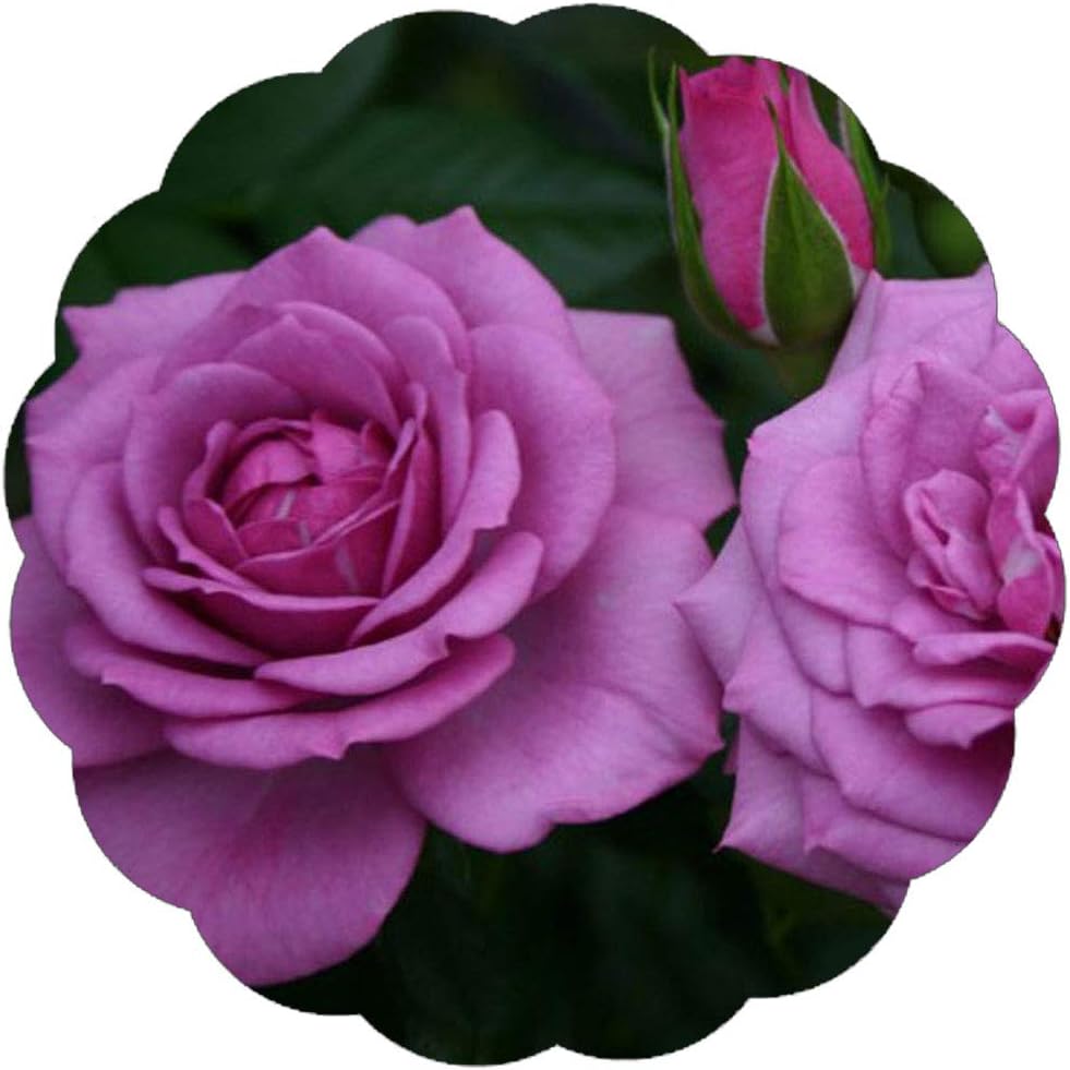 Amazon.com : Lavender Veranda Rose Plant Potted | Reblooming Purple ...